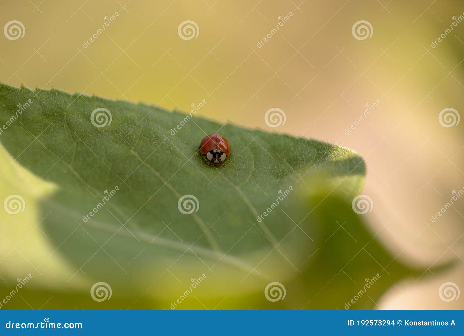 Ladybug Leaf Isolated Spring Summer Background Stock Photo - Image of ...