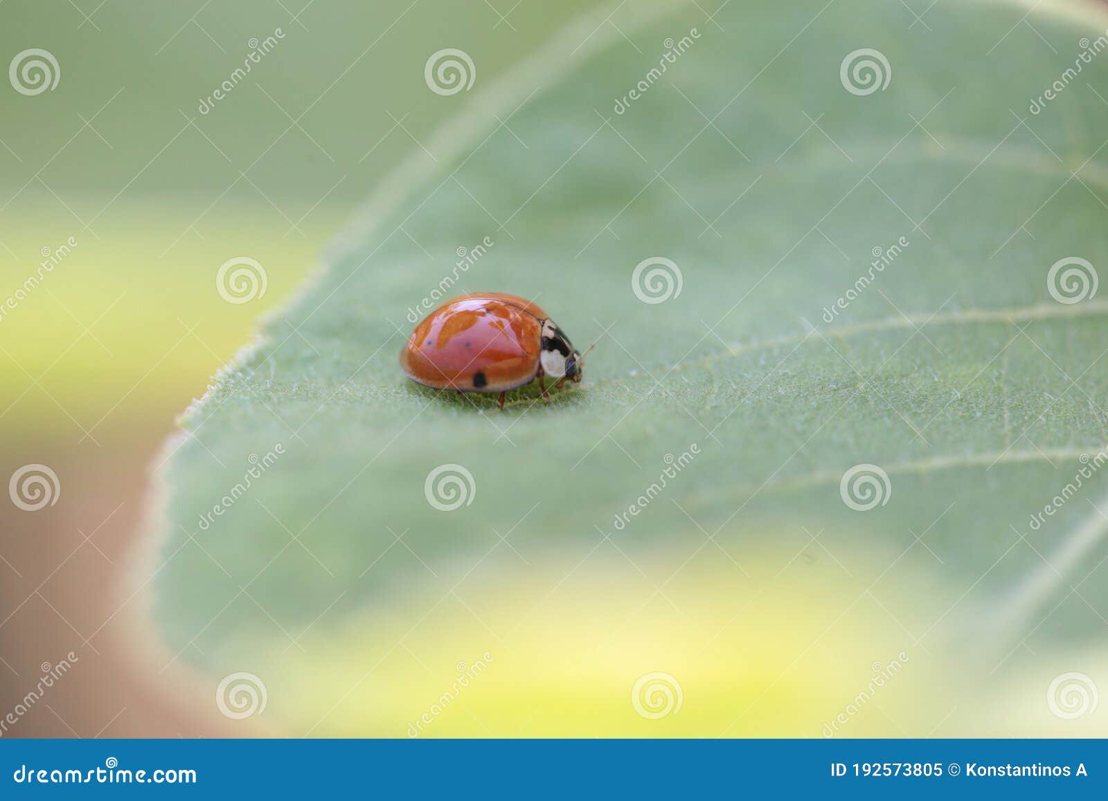 Ladybug Leaf Isolated Spring Summer Background Stock Image - Image of ...