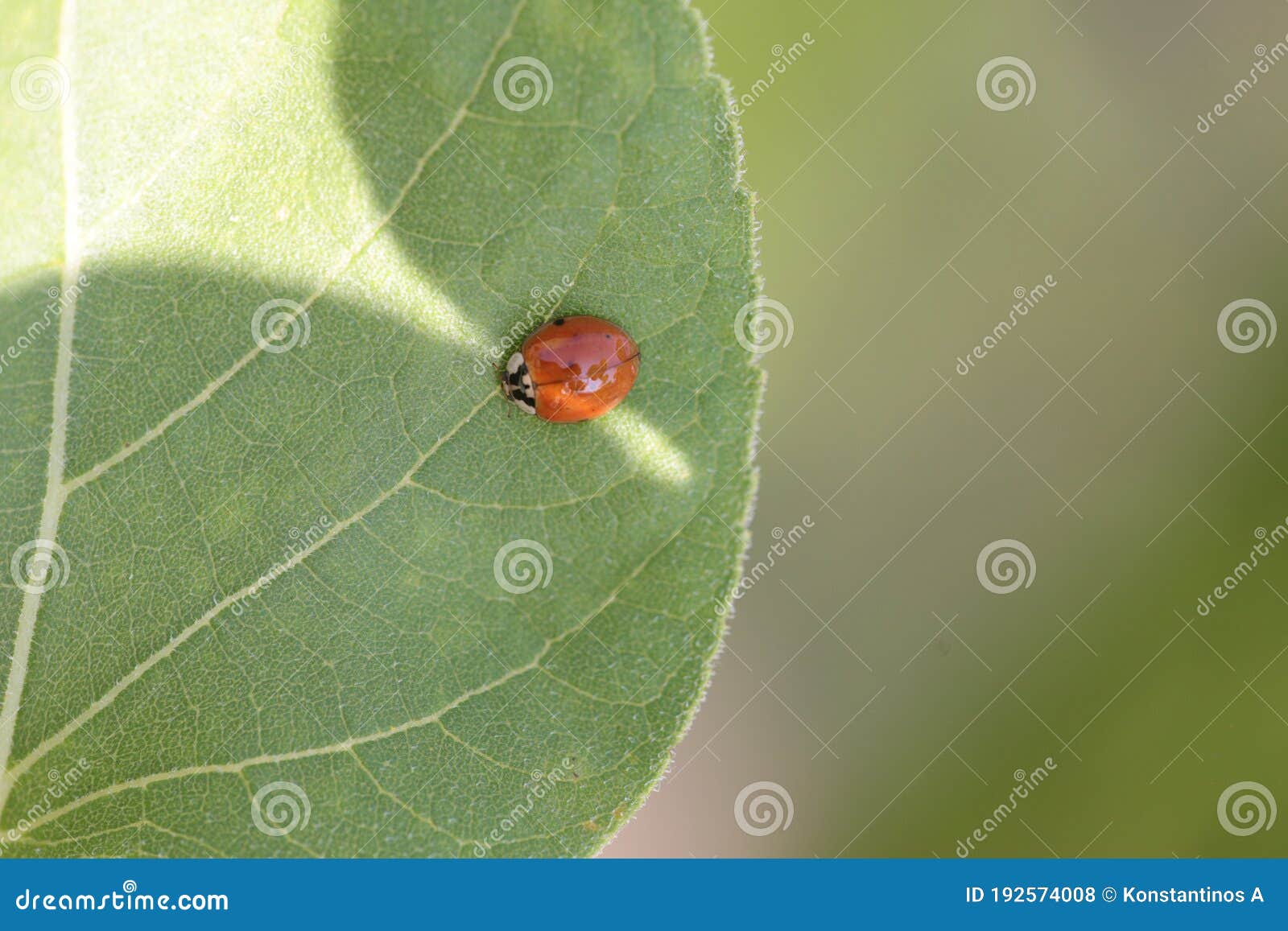 Ladybug Leaf Isolated Spring Summer Background Stock Photo - Image of ...