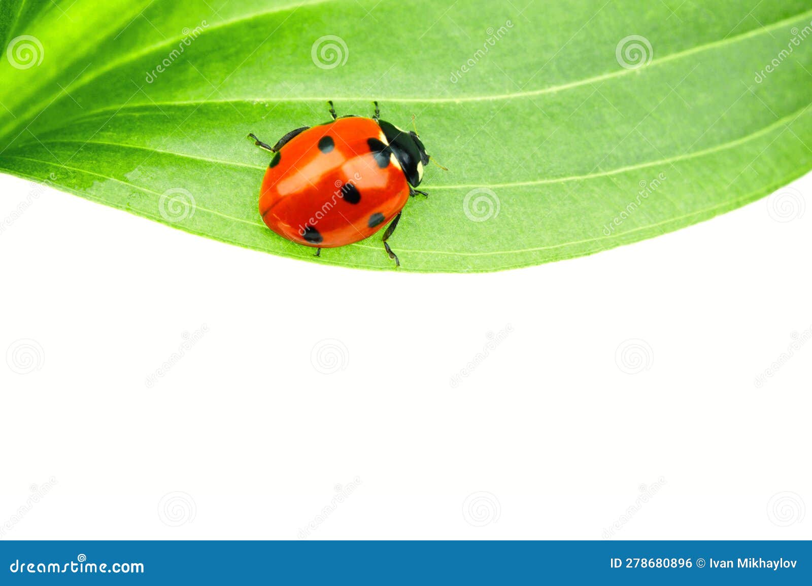 Ladybug on leaf stock photo. Image of detail, green - 278680896