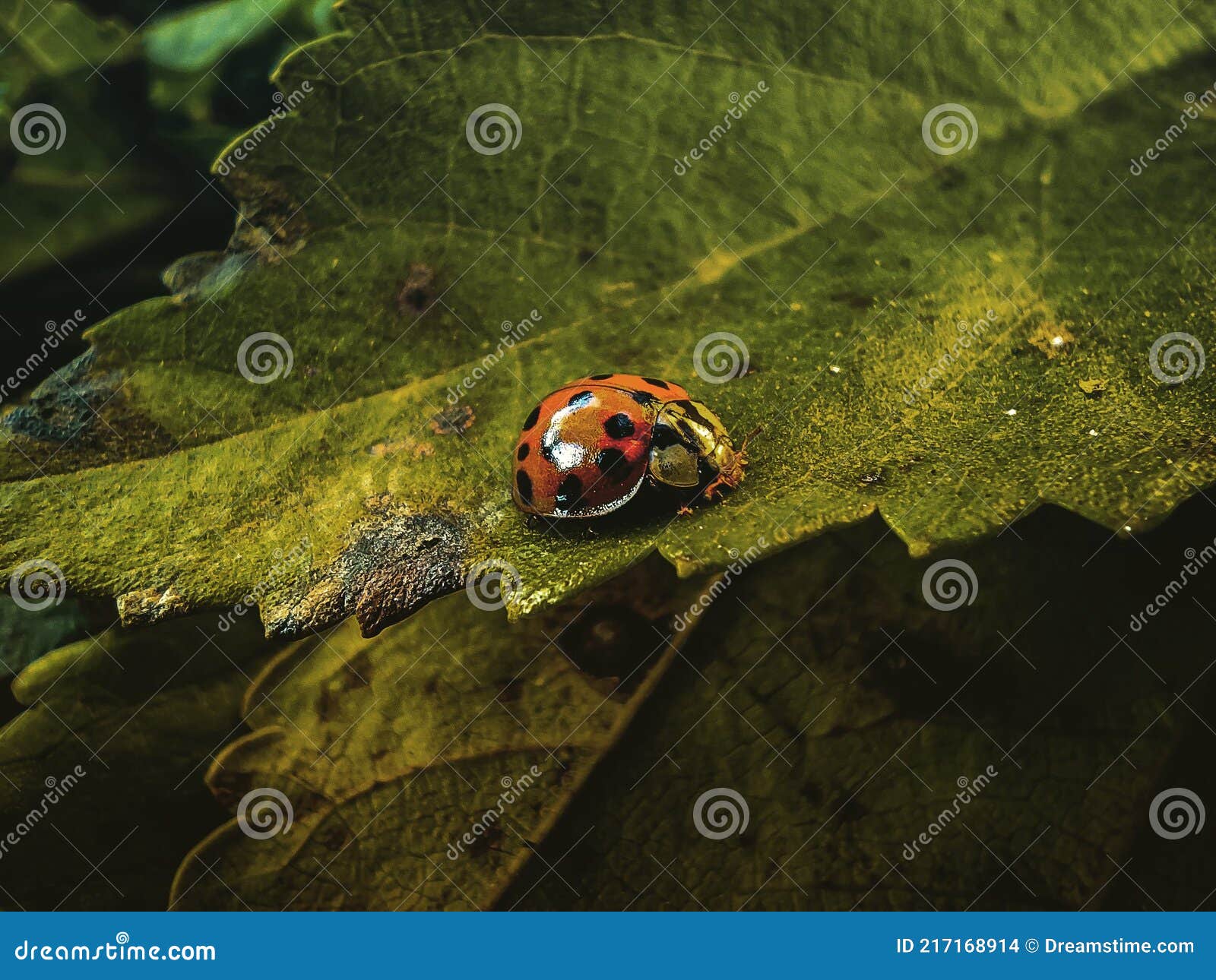 Ladybug On A Leaf Stock Photo | CartoonDealer.com #15830718
