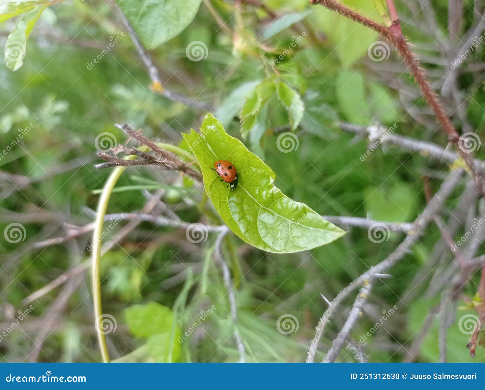 Ladybug on a leaf stock photo. Image of wildlife, plant - 251312630