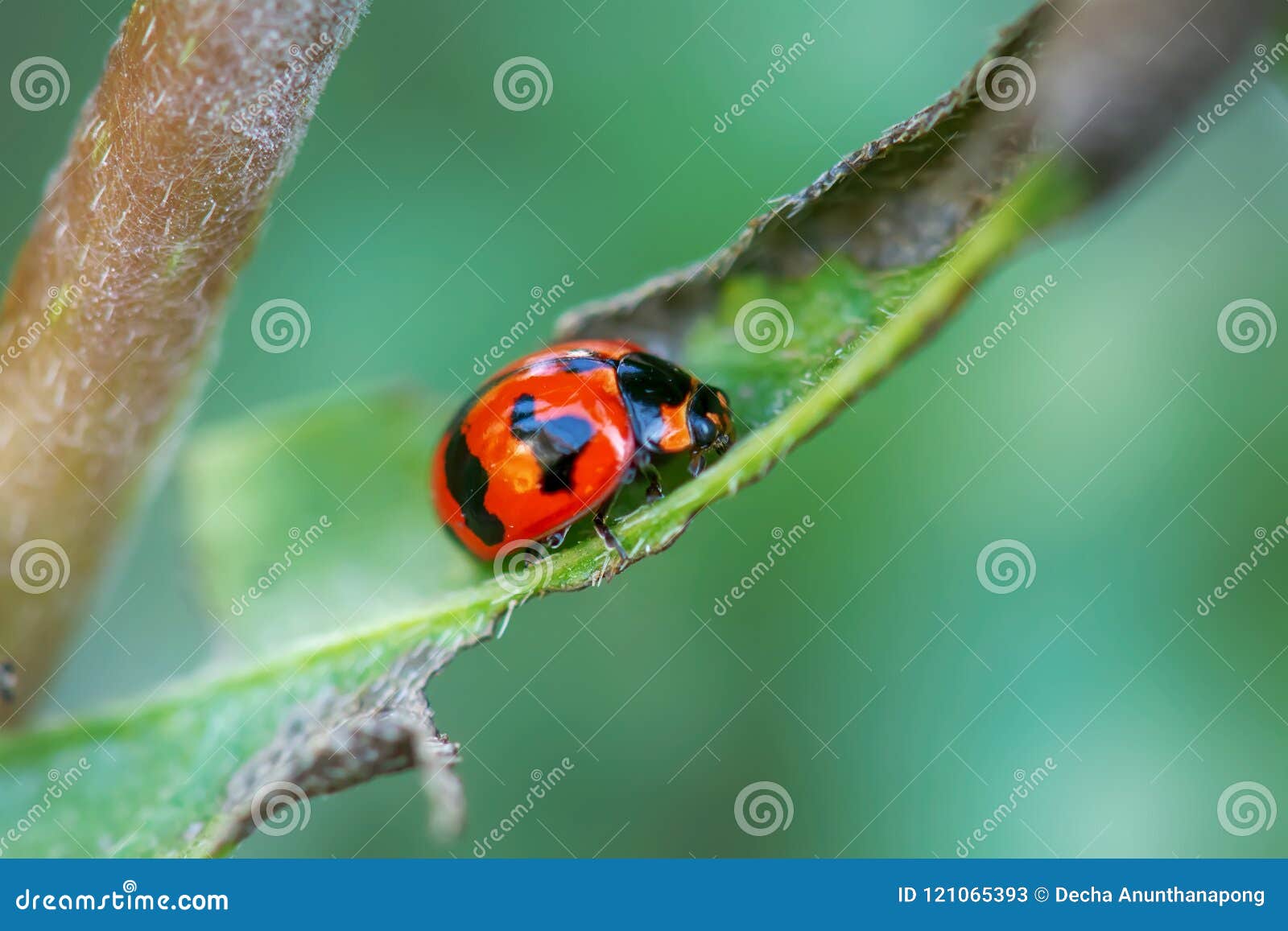 Ladybug on a leaf stock image. Image of green, meadow - 121065393