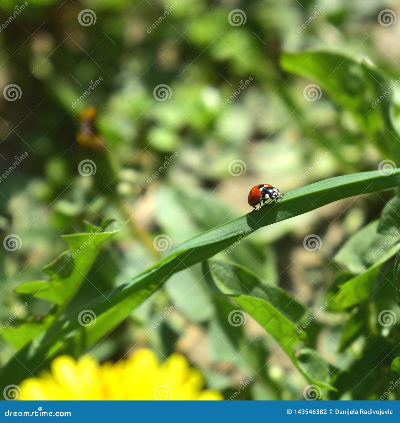 Ladybug on leaf in nature stock photo. Image of nature - 143546382