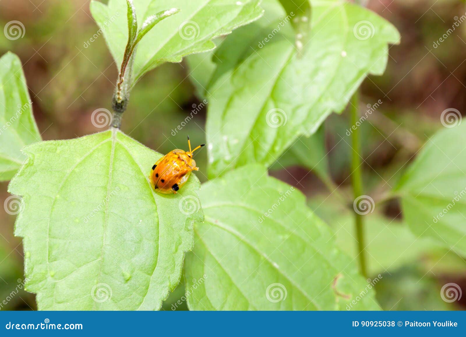 Ladybug on a leaf stock photo. Image of black, macro - 90925038