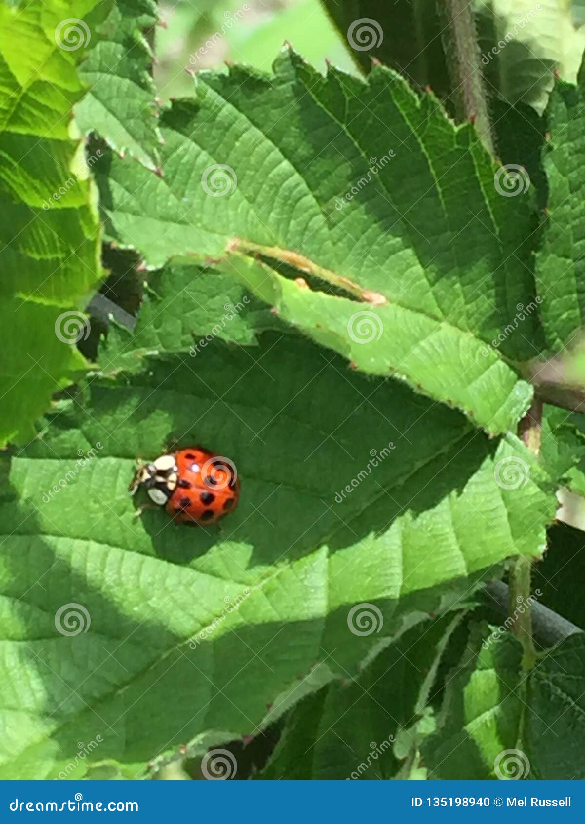 Ladybug leaf stock photo. Image of nature, leaf, ladybug - 135198940