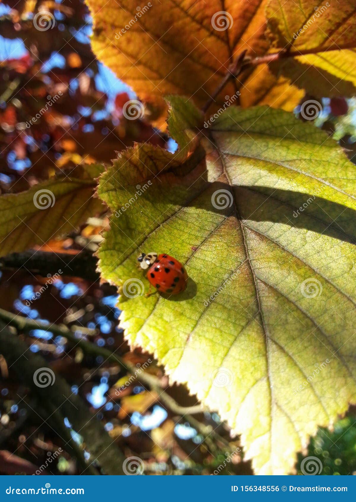Ladybug on a leaf stock photo. Image of gray, garden - 156348556
