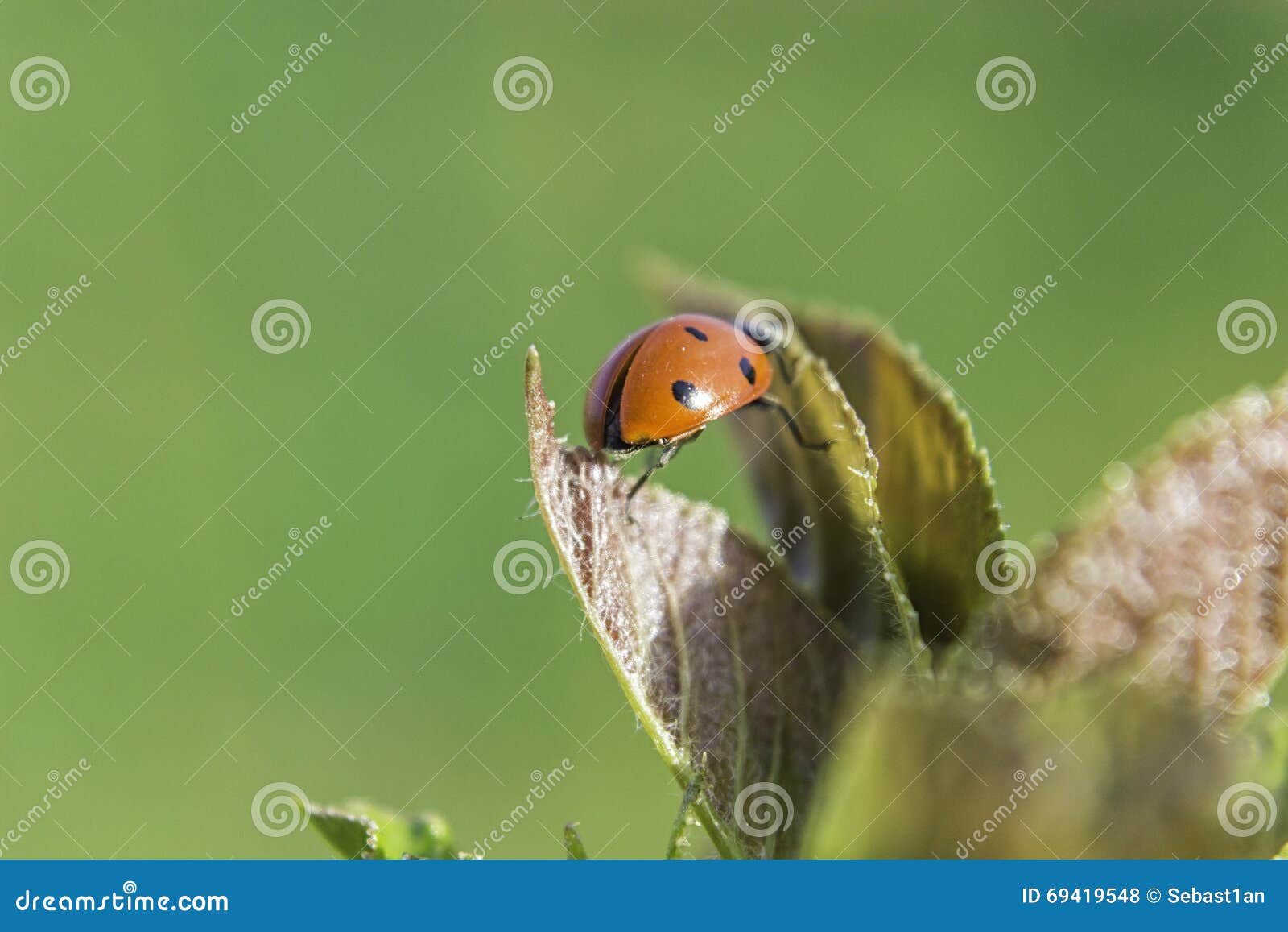 Ladybug On Leaf With Background Blurr.insects. Royalty-Free Stock ...