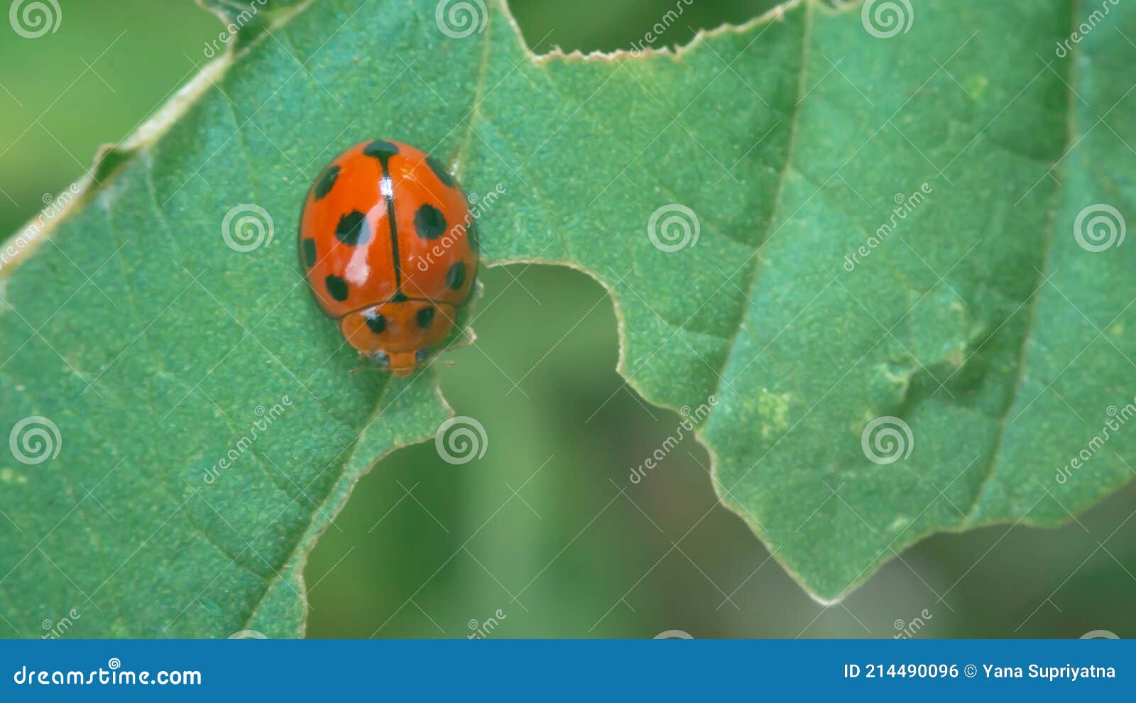 Ladybug on leaf stock photo. Image of drop, background - 214490096