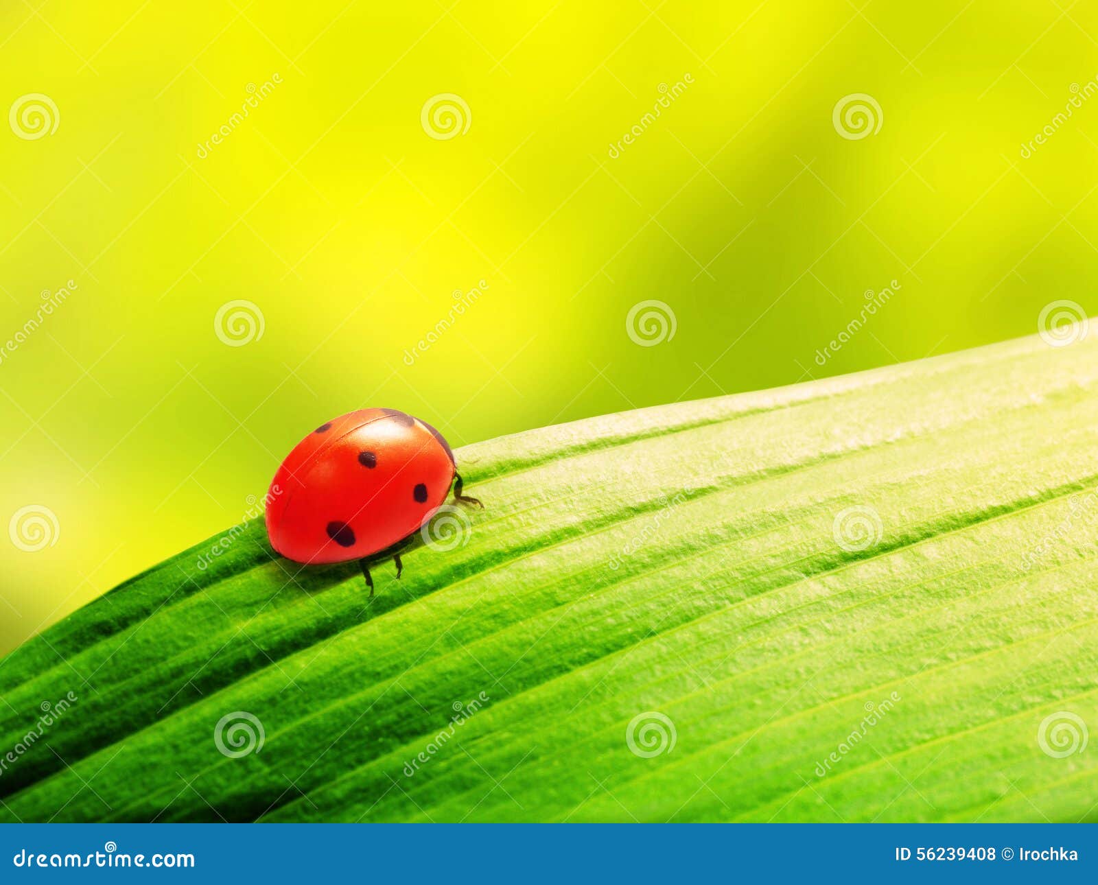 Ladybug on leaf stock photo. Image of leaf, summer, spring - 56239408
