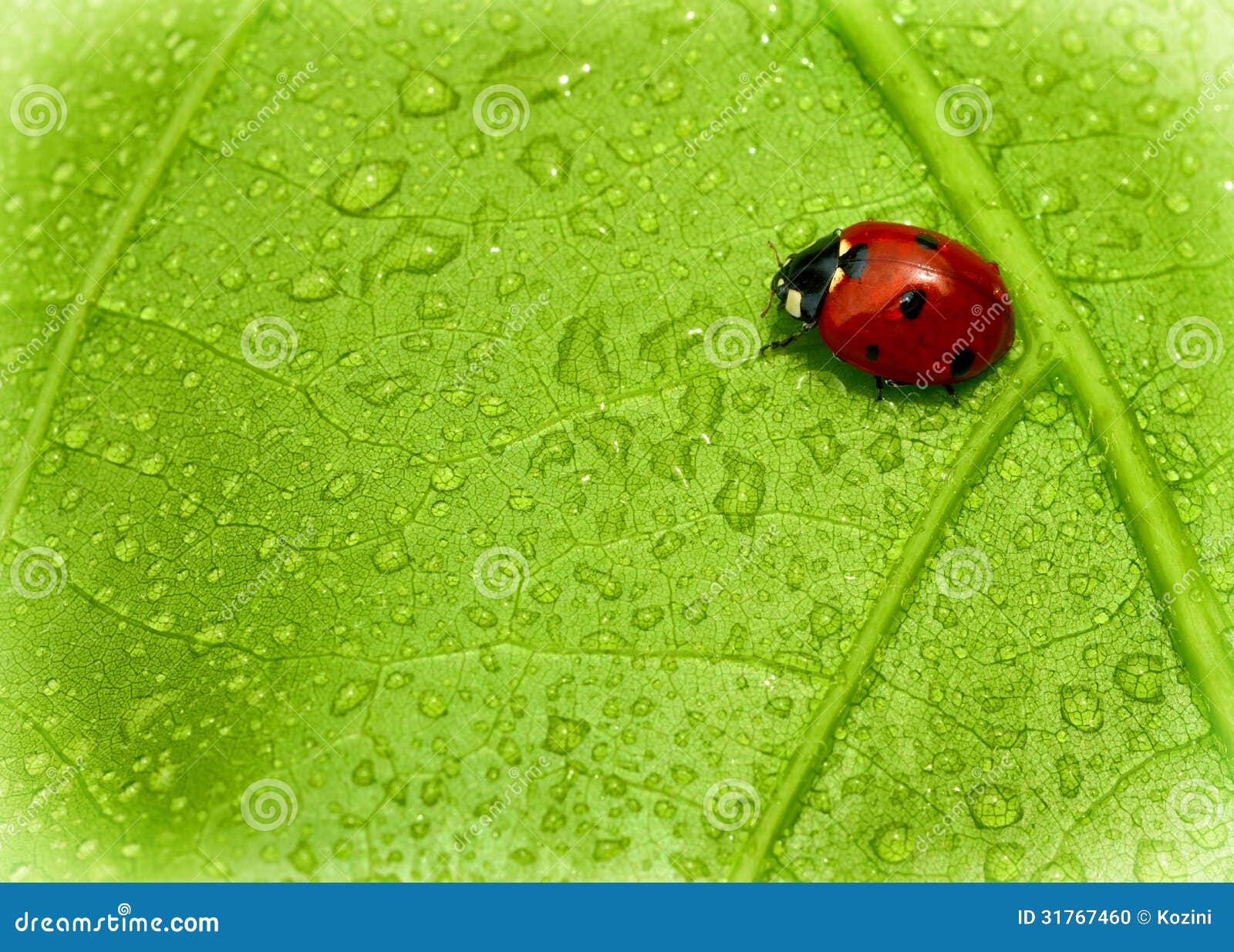 Ladybug on a leaf stock photo. Image of outdoors, nonurban - 31767460