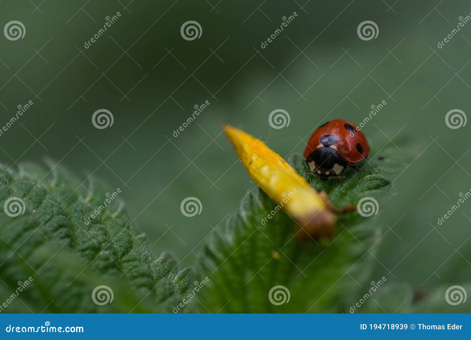 Ladybug on a Leaf in the Spring Stock Image - Image of garden, grass ...