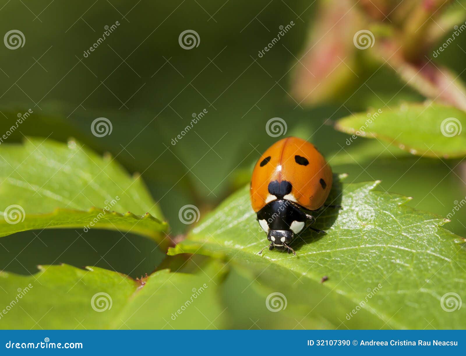 Ladybug on leaf stock photo. Image of vegetation, closeup - 32107390