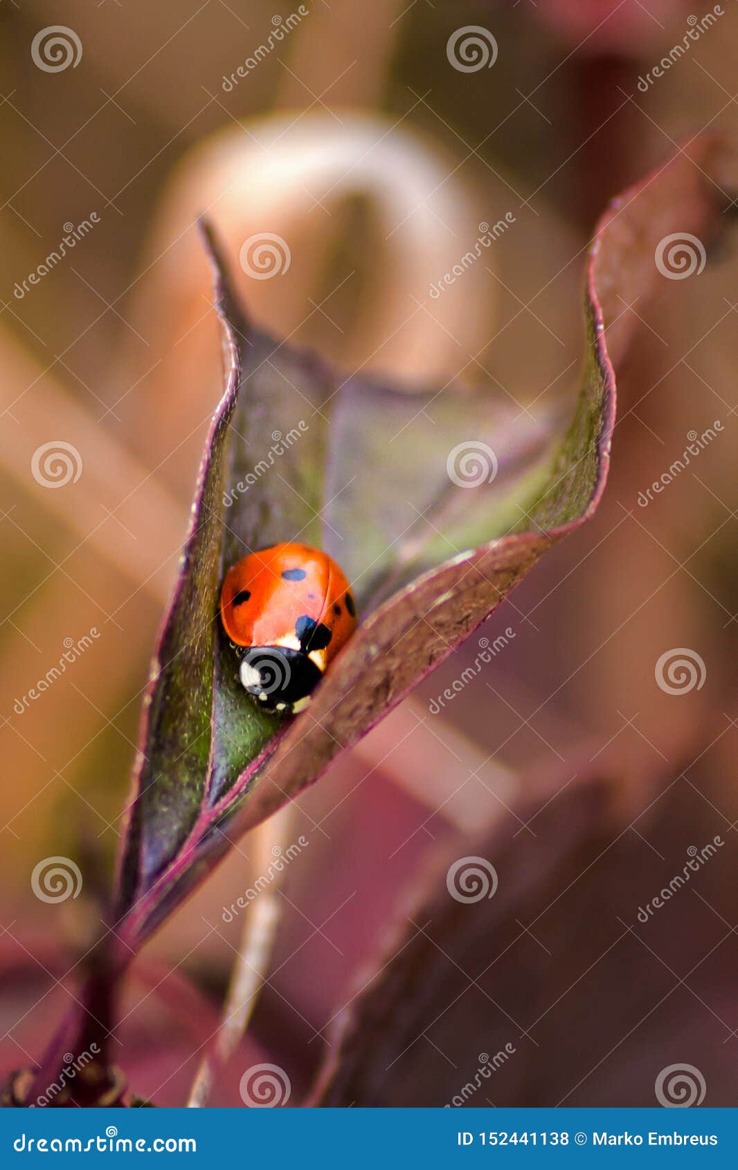 Ladybug on a leaf stock photo. Image of field, life - 152441138