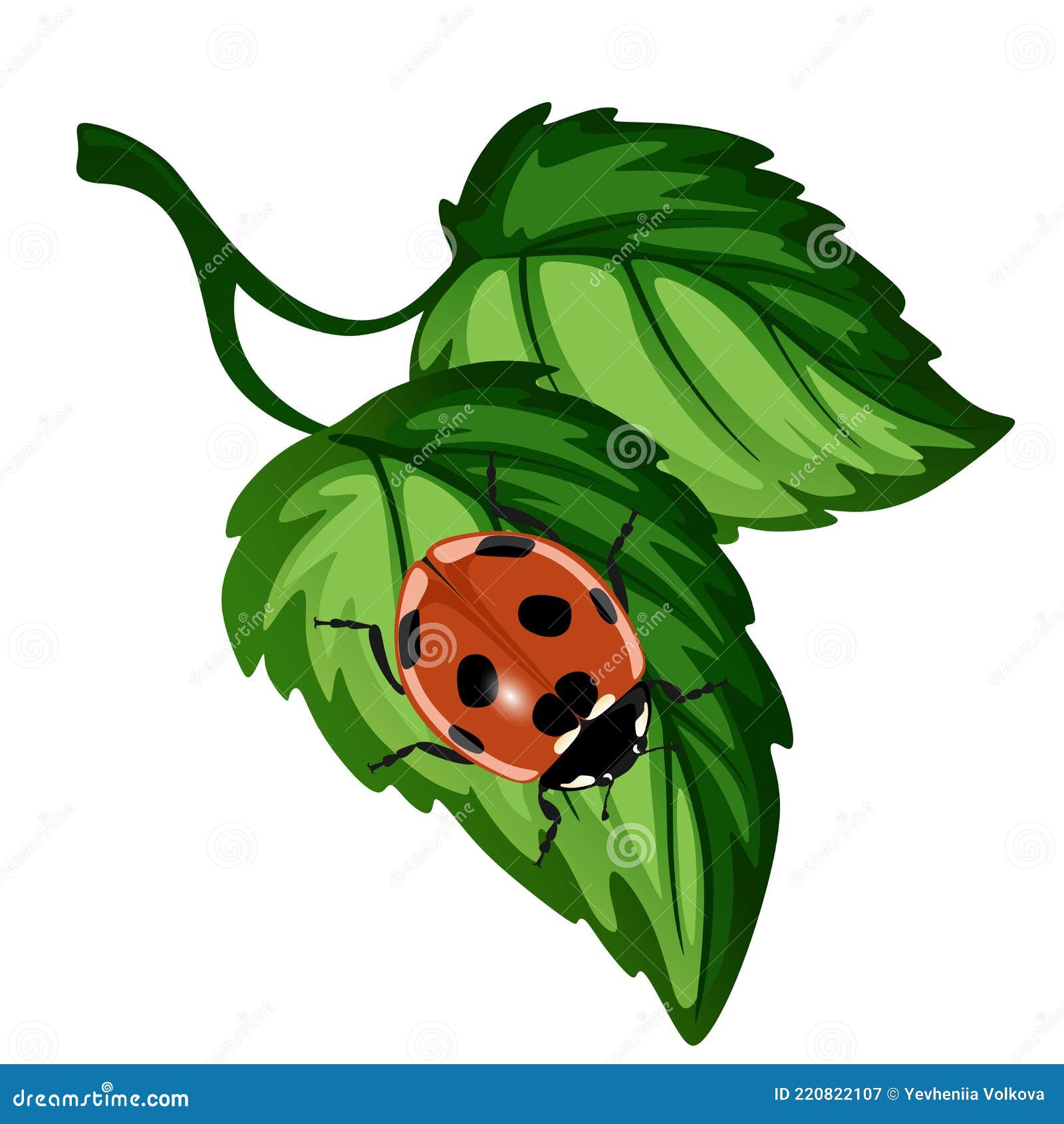 Ladybug With Leaf Isolated In Trasparent Background Cartoon Vector ...