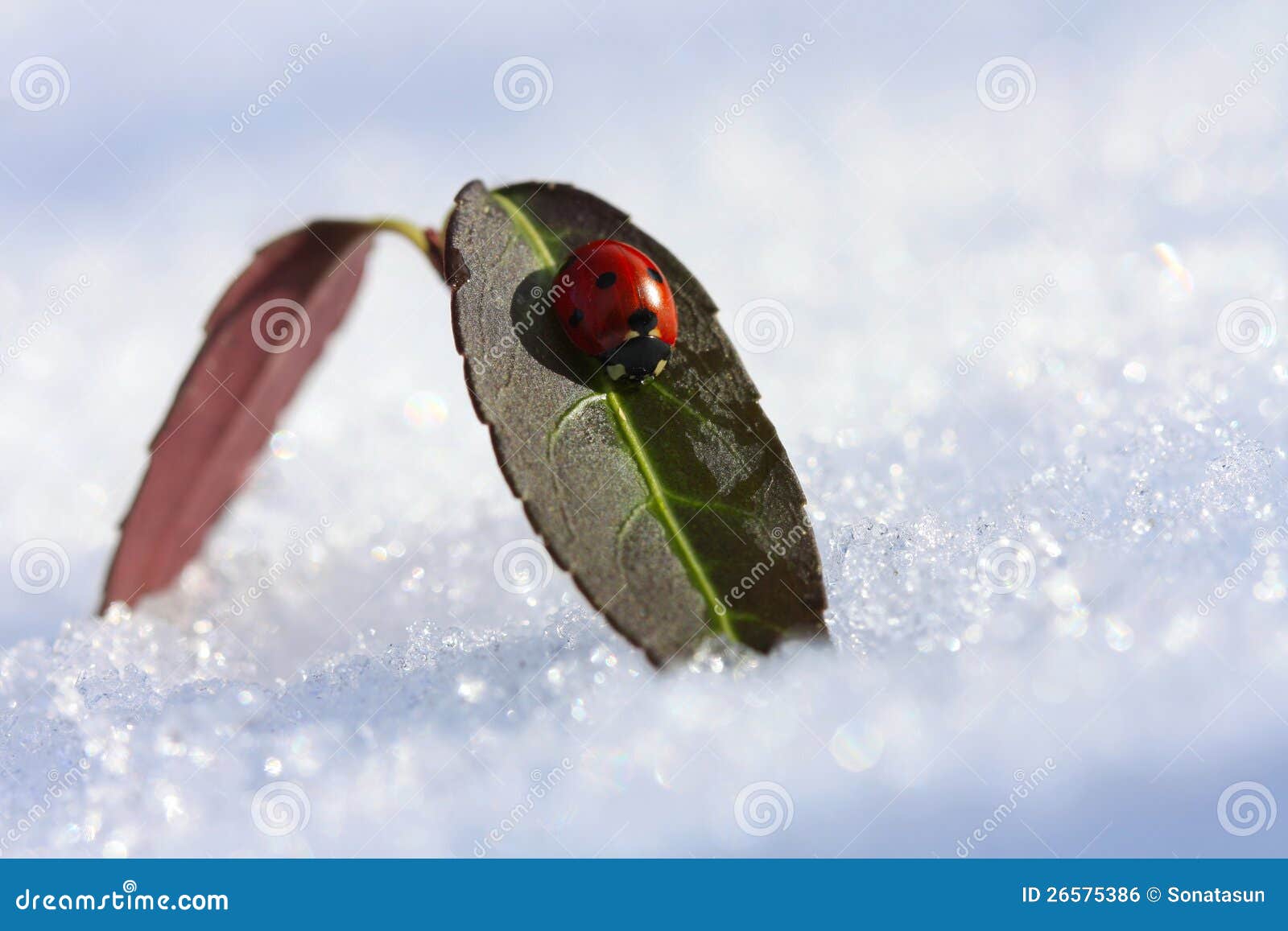 Ladybug on a Leaf in a Winter Sunny Day Stock Photo - Image of clear ...