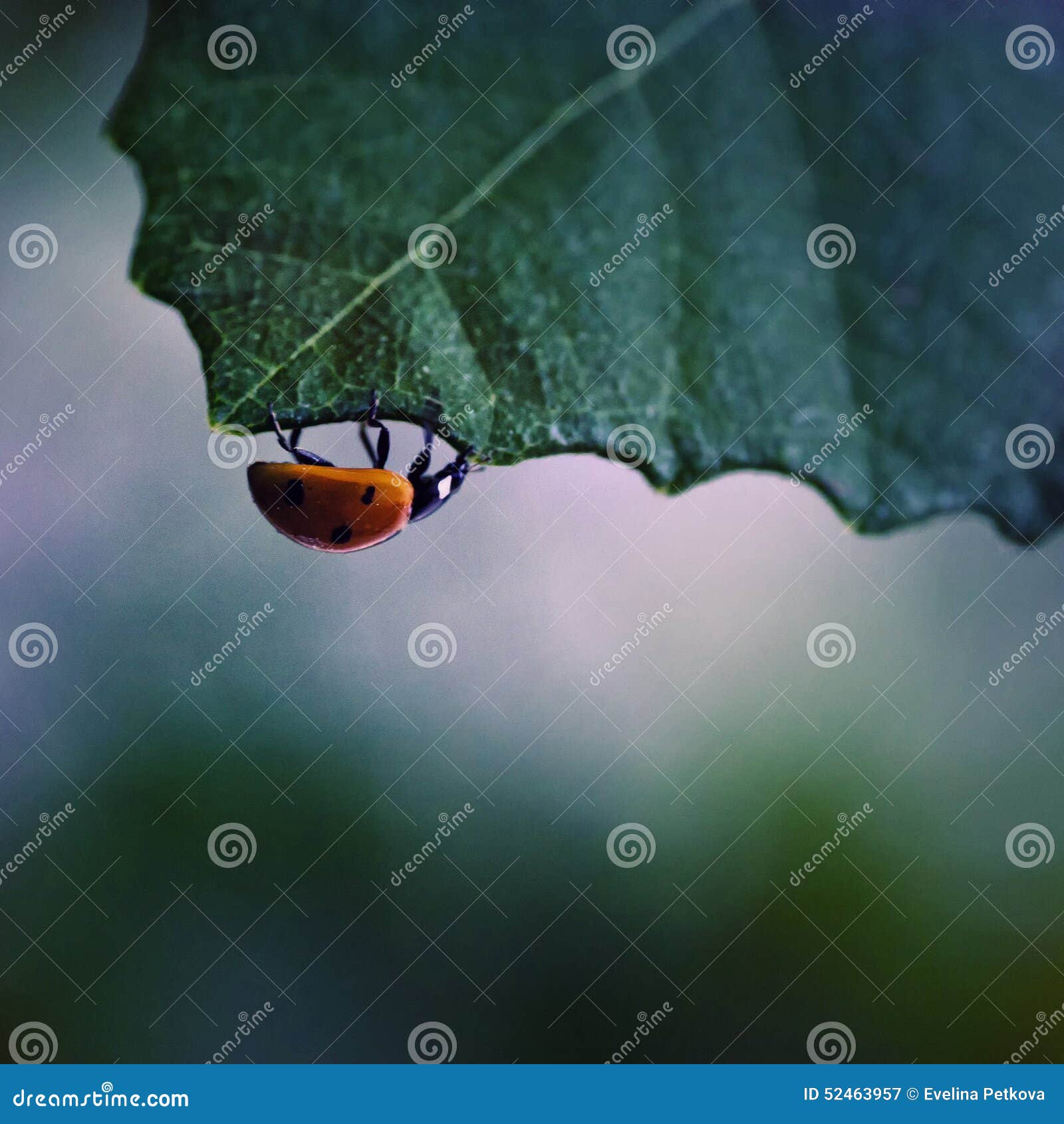 Ladybug stock image. Image of rain, tree, ladybird, leave - 52463957