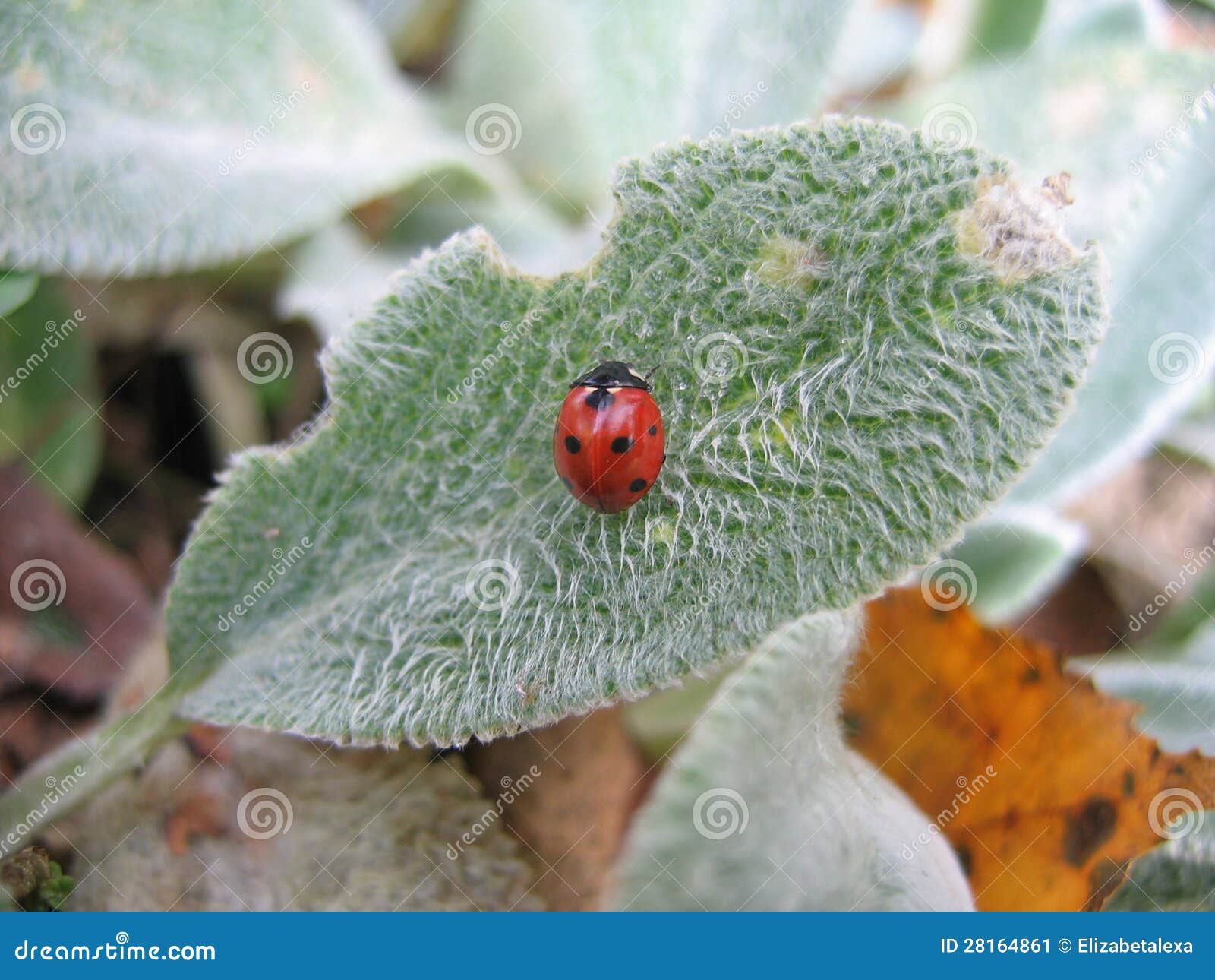 Ladybug on the leaves stock image. Image of paws, beetle - 28164861