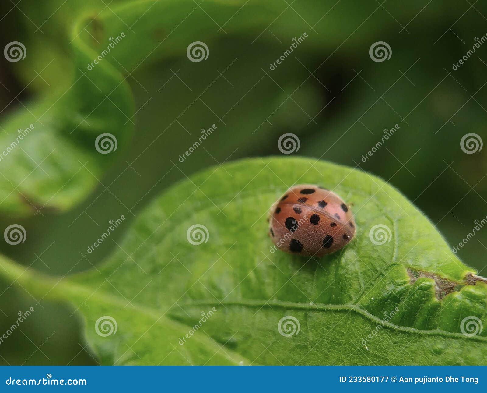 Ladybug on the leaves stock image. Image of beetle, nature - 233580177