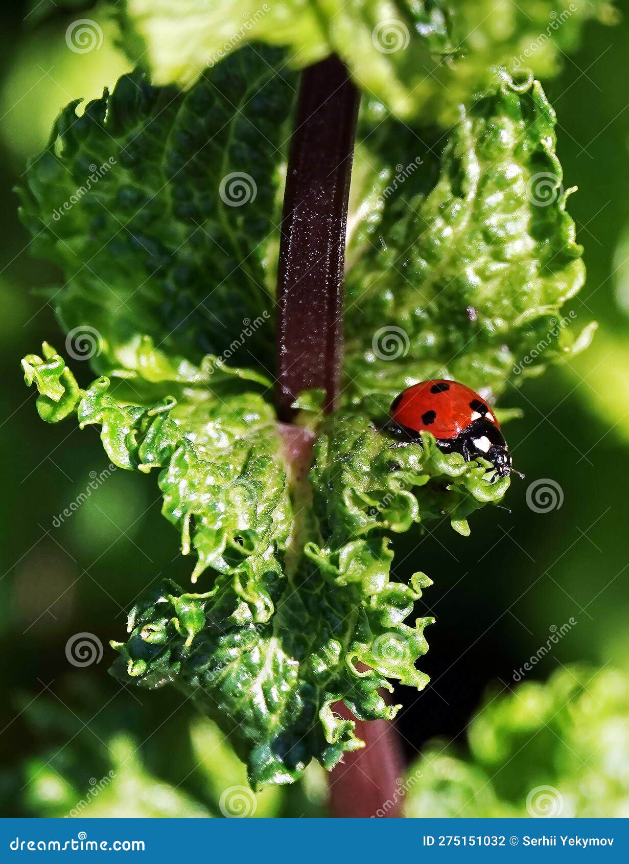 Ladybug in leaves stock photo. Image of aphids, second - 275151032