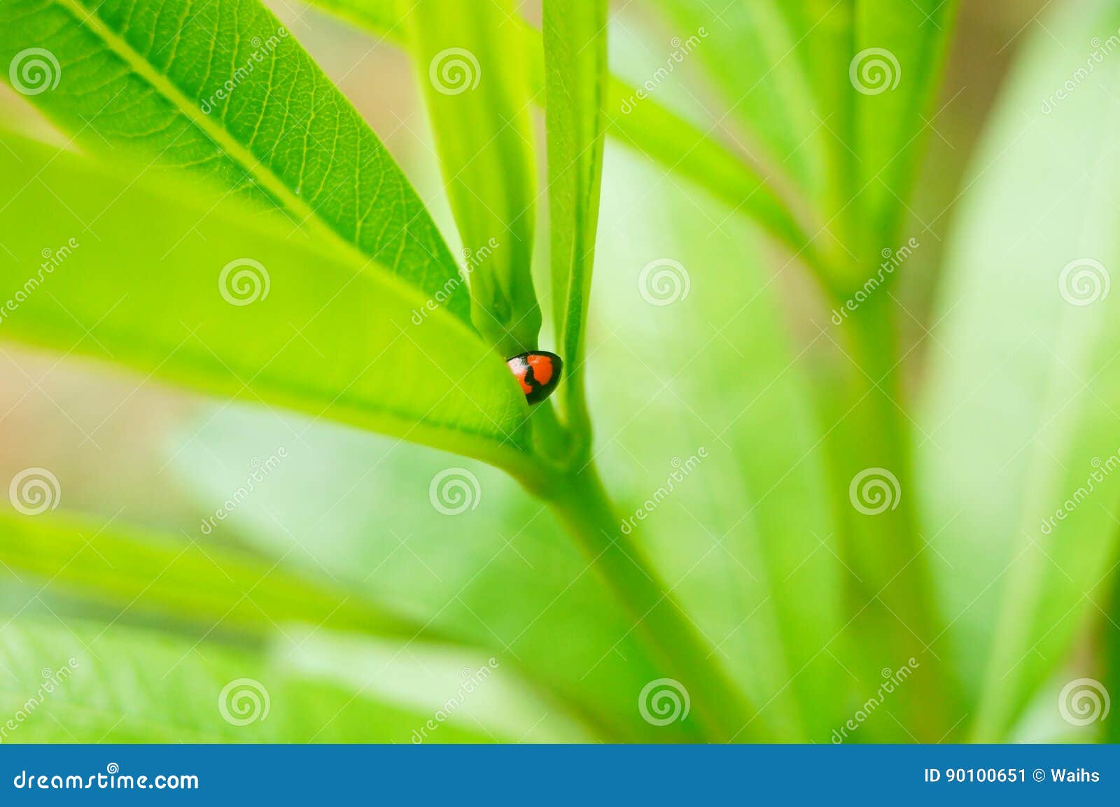 Ladybug on the leaves stock image. Image of insects, lovely - 90100651