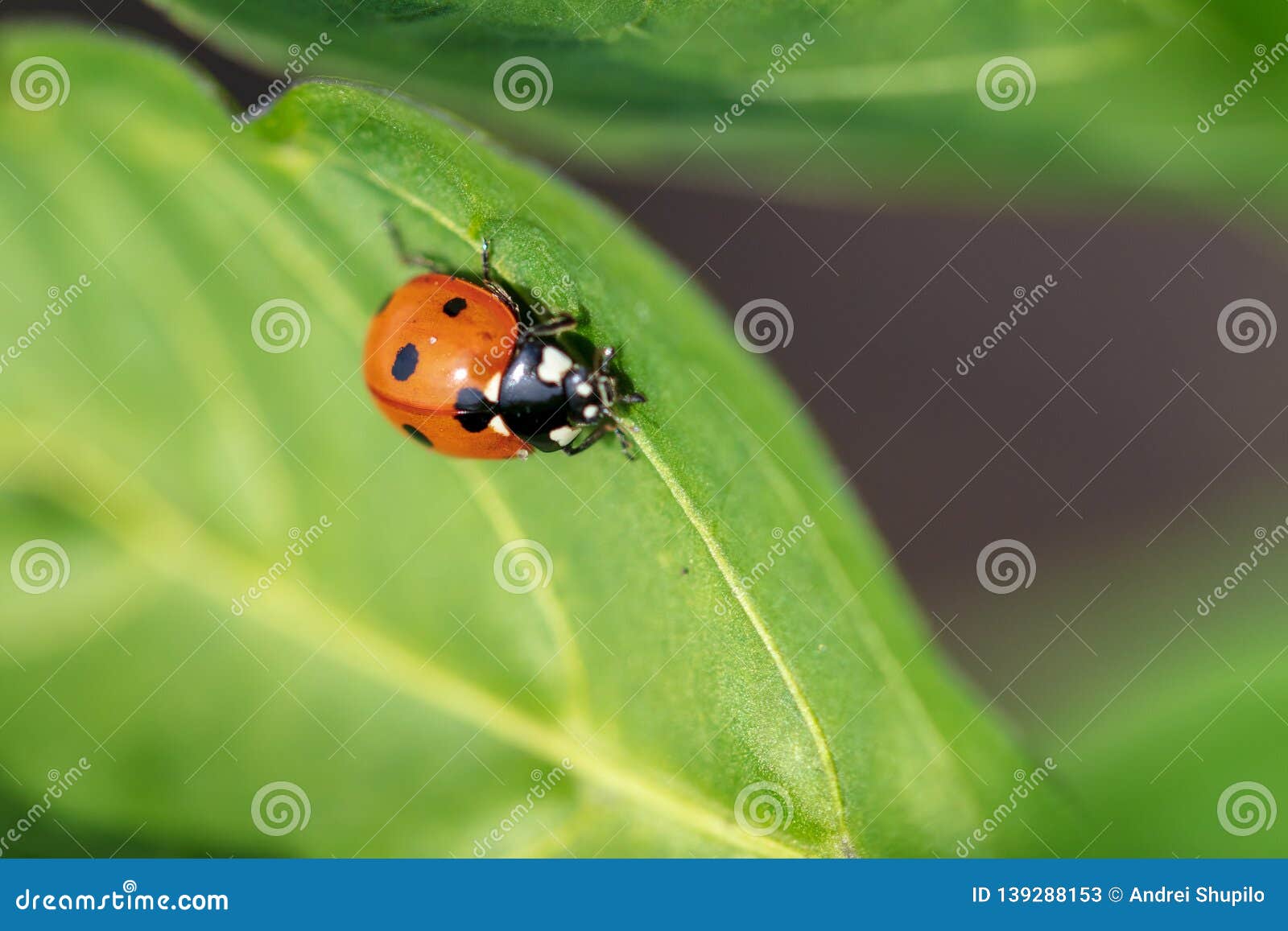 A Ladybug on the Leaves of a Plant Stock Image - Image of closeup ...