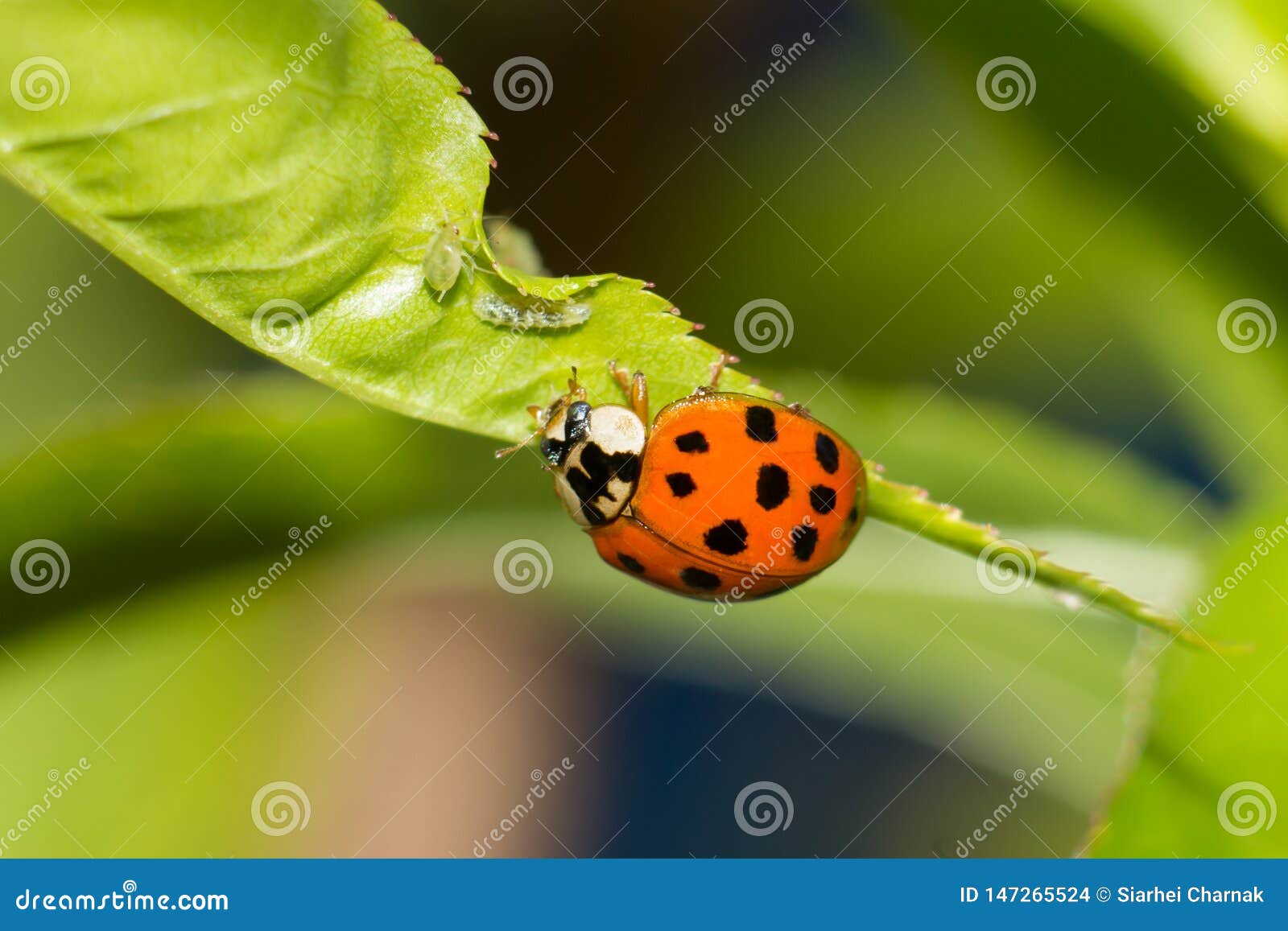 Ladybug Found Aphids and Its Larvae Stock Photo - Image of dine, macro ...