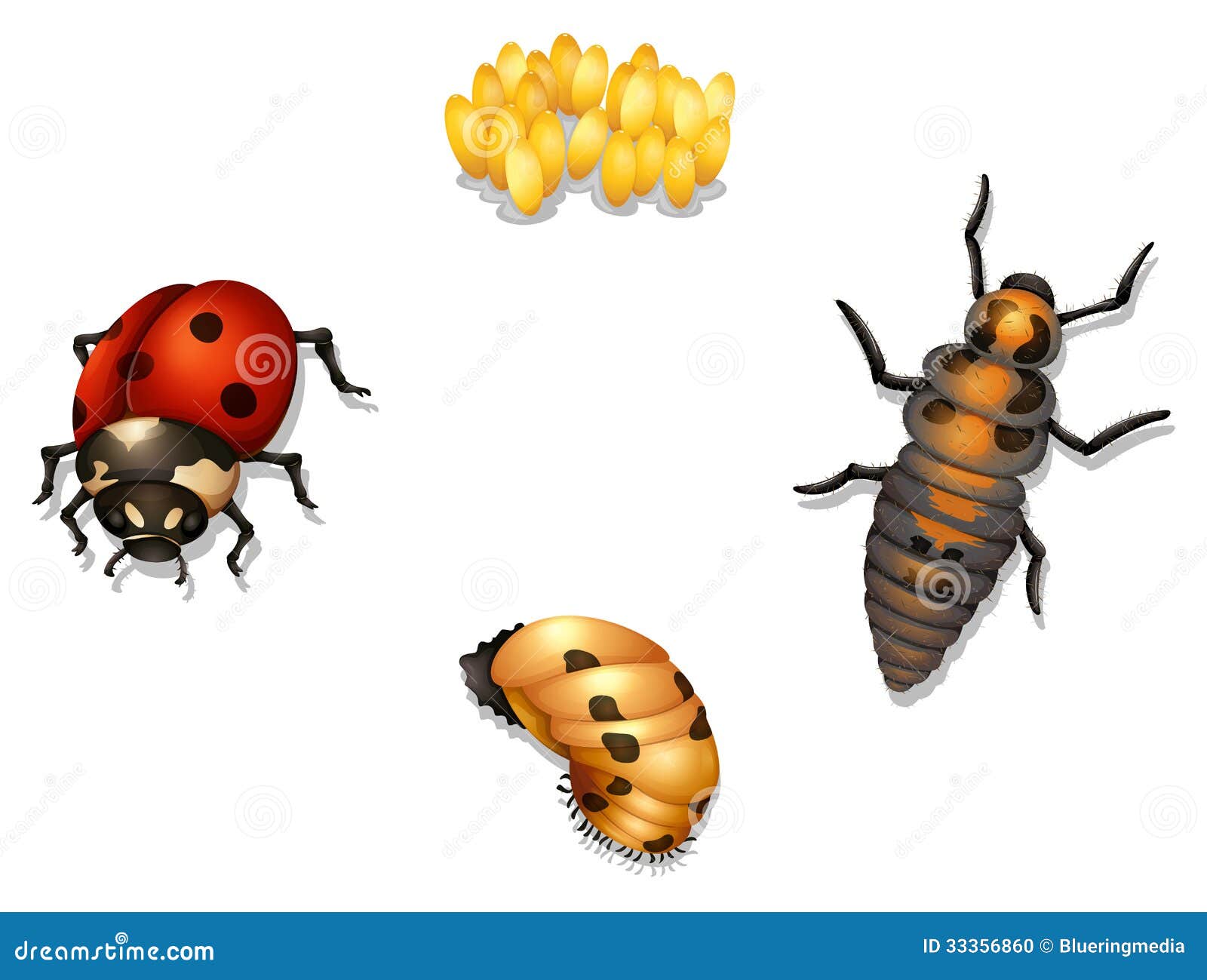 Ladybug life cycle stock illustration. Image of isolated - 33356860