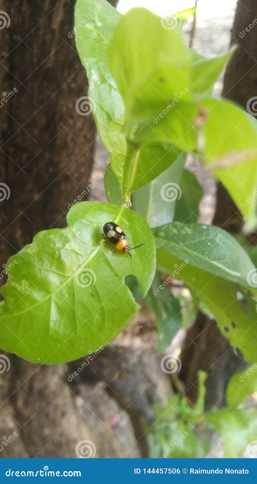 Ladybug like beetle stock photo. Image of wildlife, beetle - 144457506