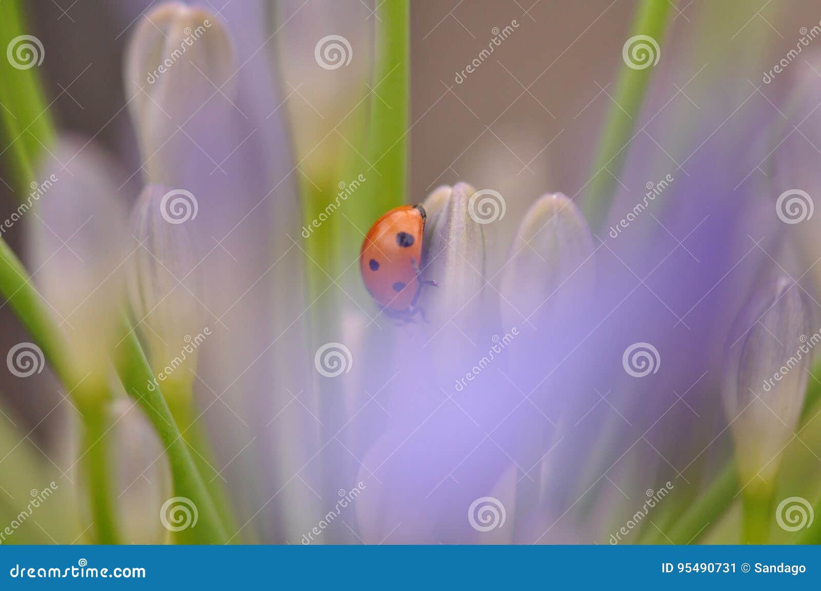 Ladybug on Lily buds stock image. Image of hanging, detail - 95490731