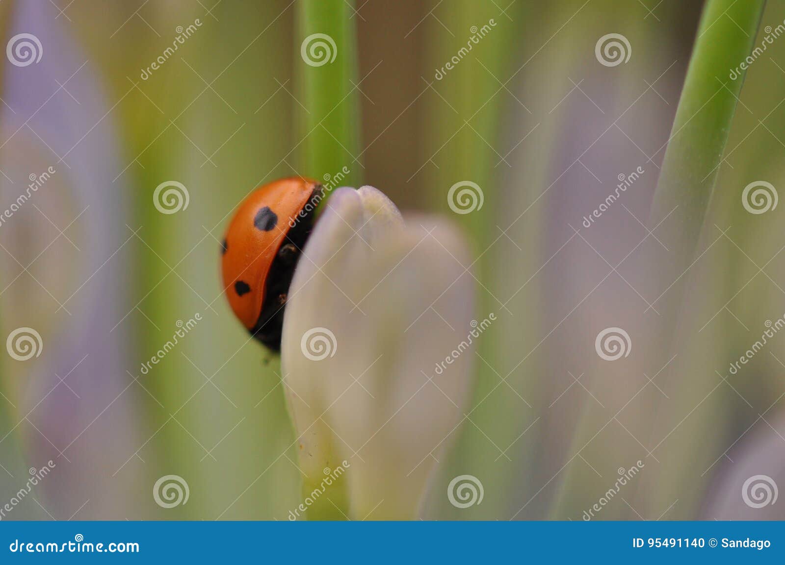 Ladybug on Lily buds stock photo. Image of abstract, foreground - 95491140