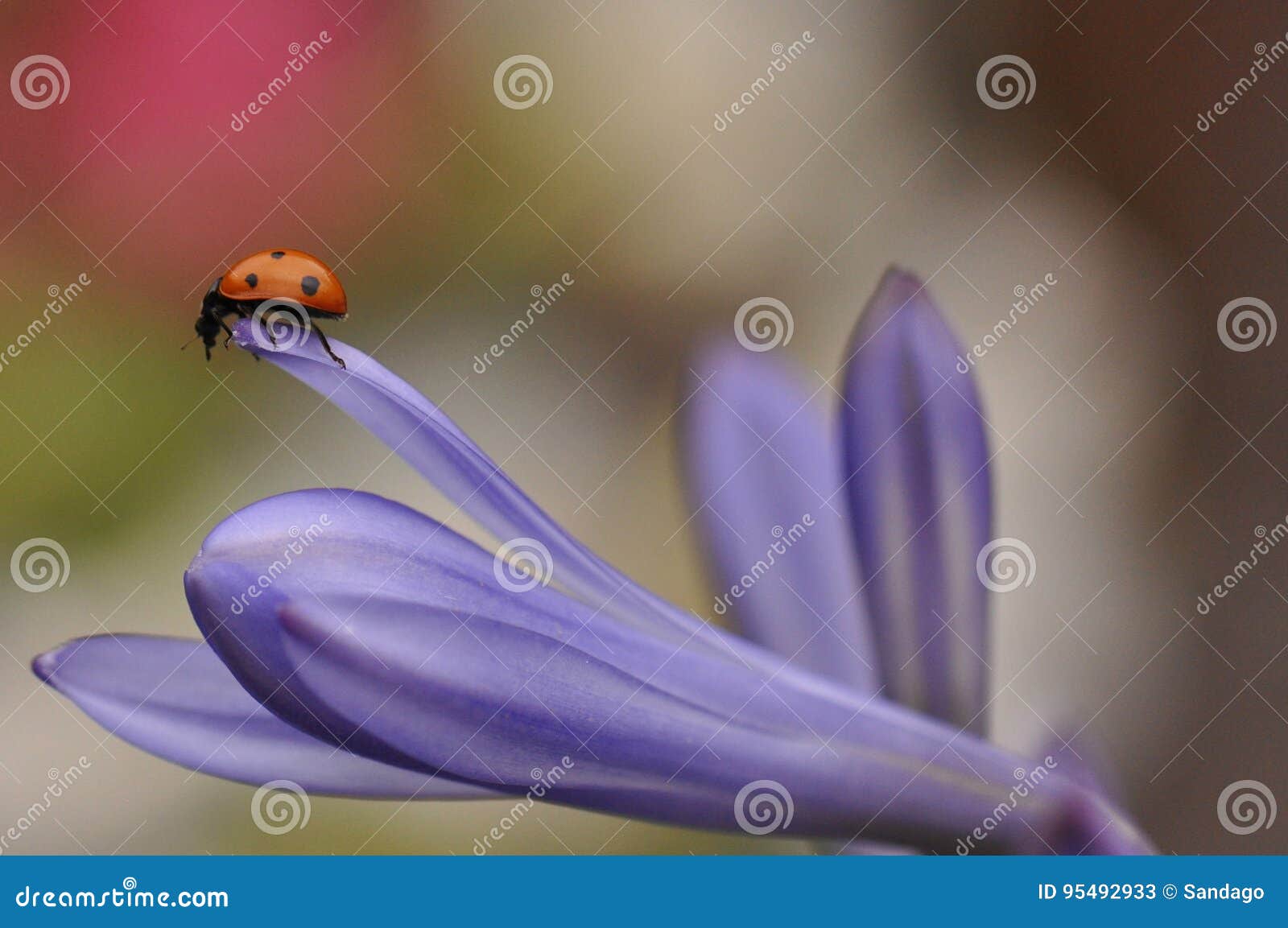 Ladybug on Lily flower stock image. Image of foreground - 95492933