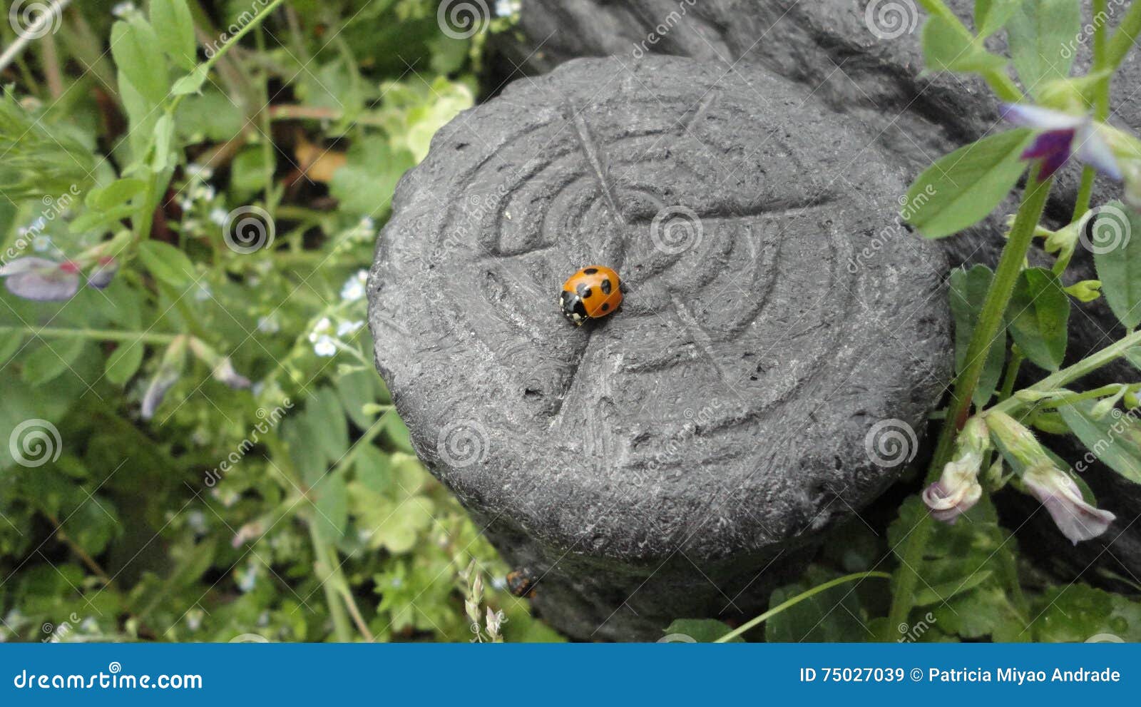 Ladybug on the log. stock image. Image of cute, garden - 75027039