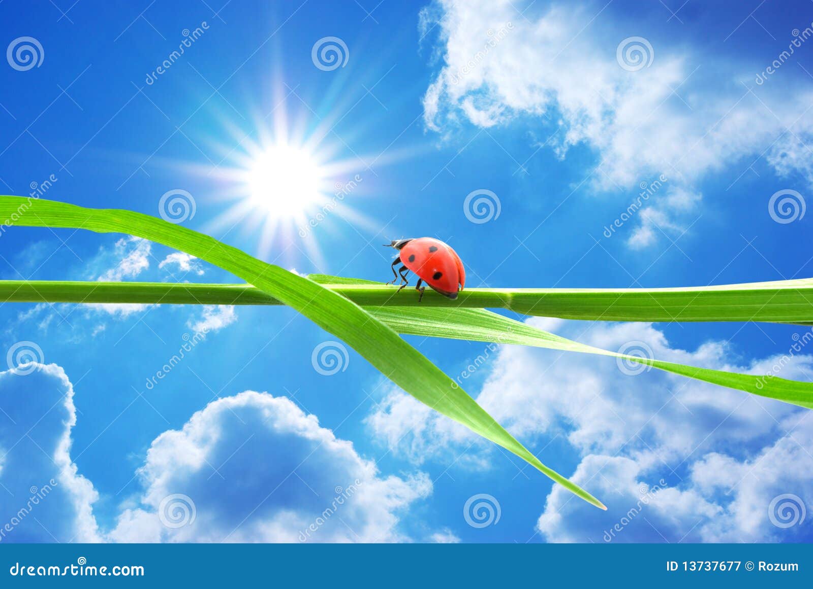 4,795 Ladybug Sun Stock Photos - Free & Royalty-Free Stock Photos from ...