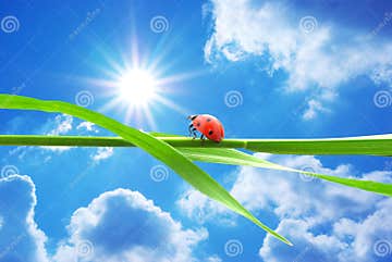 Ladybug looking on the sun stock image. Image of happy - 13737677