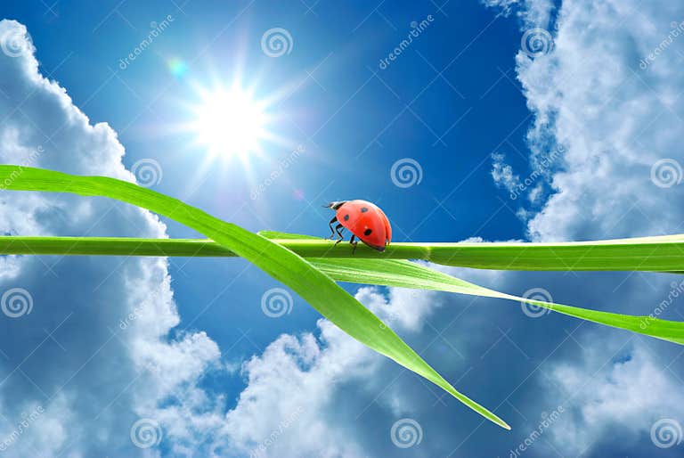 Ladybug looking on the sun stock photo. Image of nature - 15115594