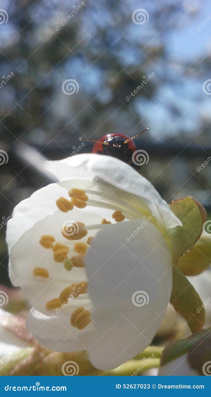 Ladybug looking at you stock image. Image of looking - 52627023