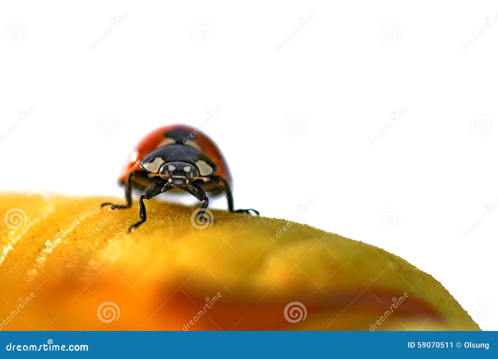 Ladybug stock image. Image of landskapes, stance, view - 59070511