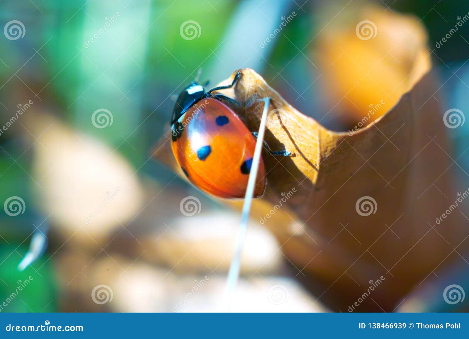 Ladybug, Lucky, Insects, Nature, Beetle Stock Image - Image of nature ...