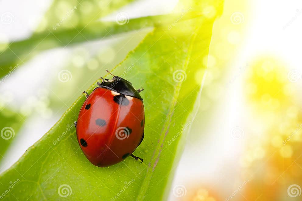 Ladybug macro stock photo. Image of garden, flora, peace - 21868388