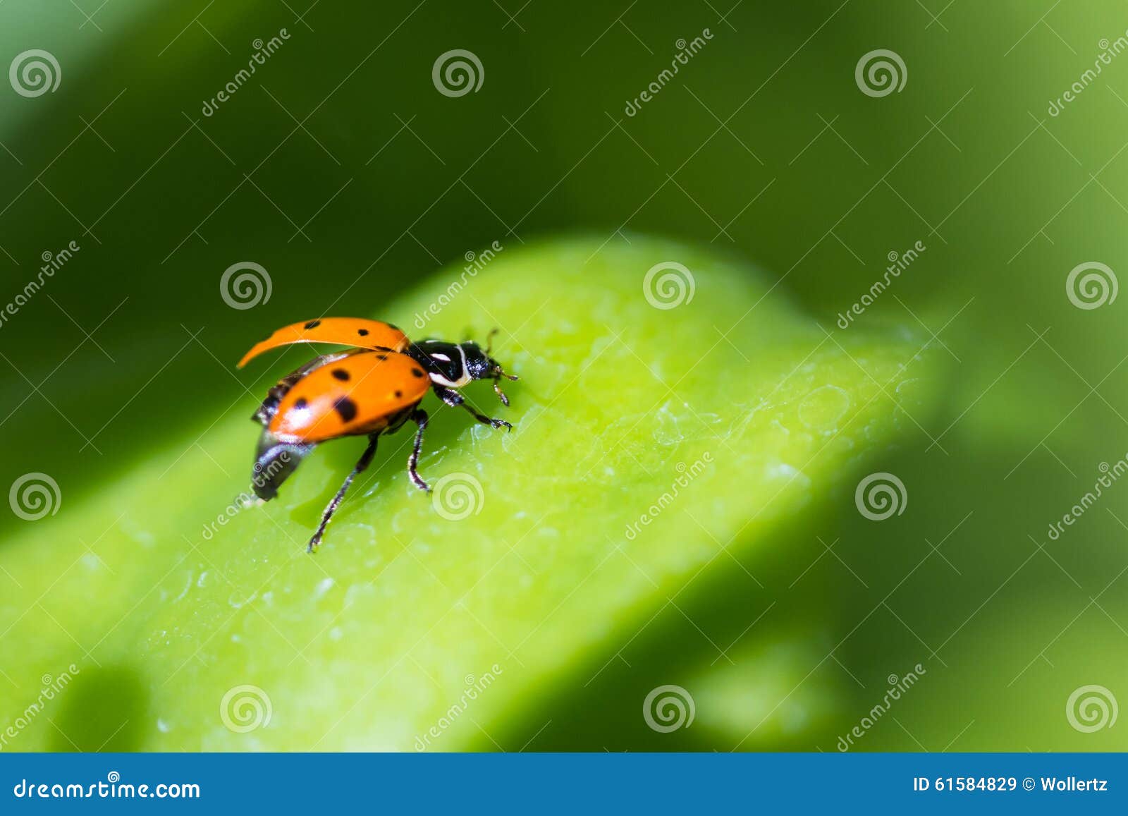 Ladybug macro stock image. Image of macro, white, spring - 61584829