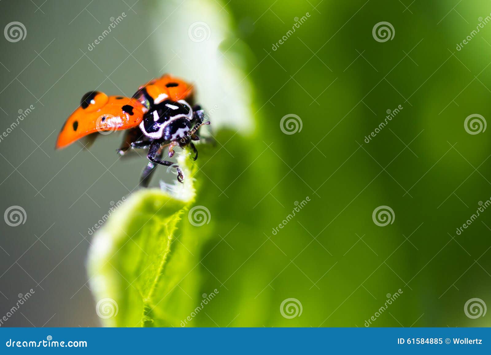 Ladybug macro stock image. Image of season, leaf, sunny - 61584885