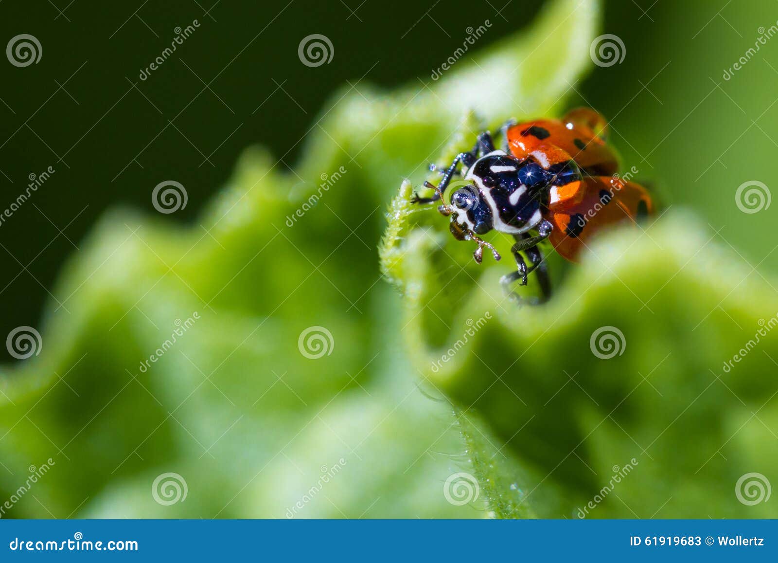 Ladybug macro stock image. Image of garden, season, macro - 61919683
