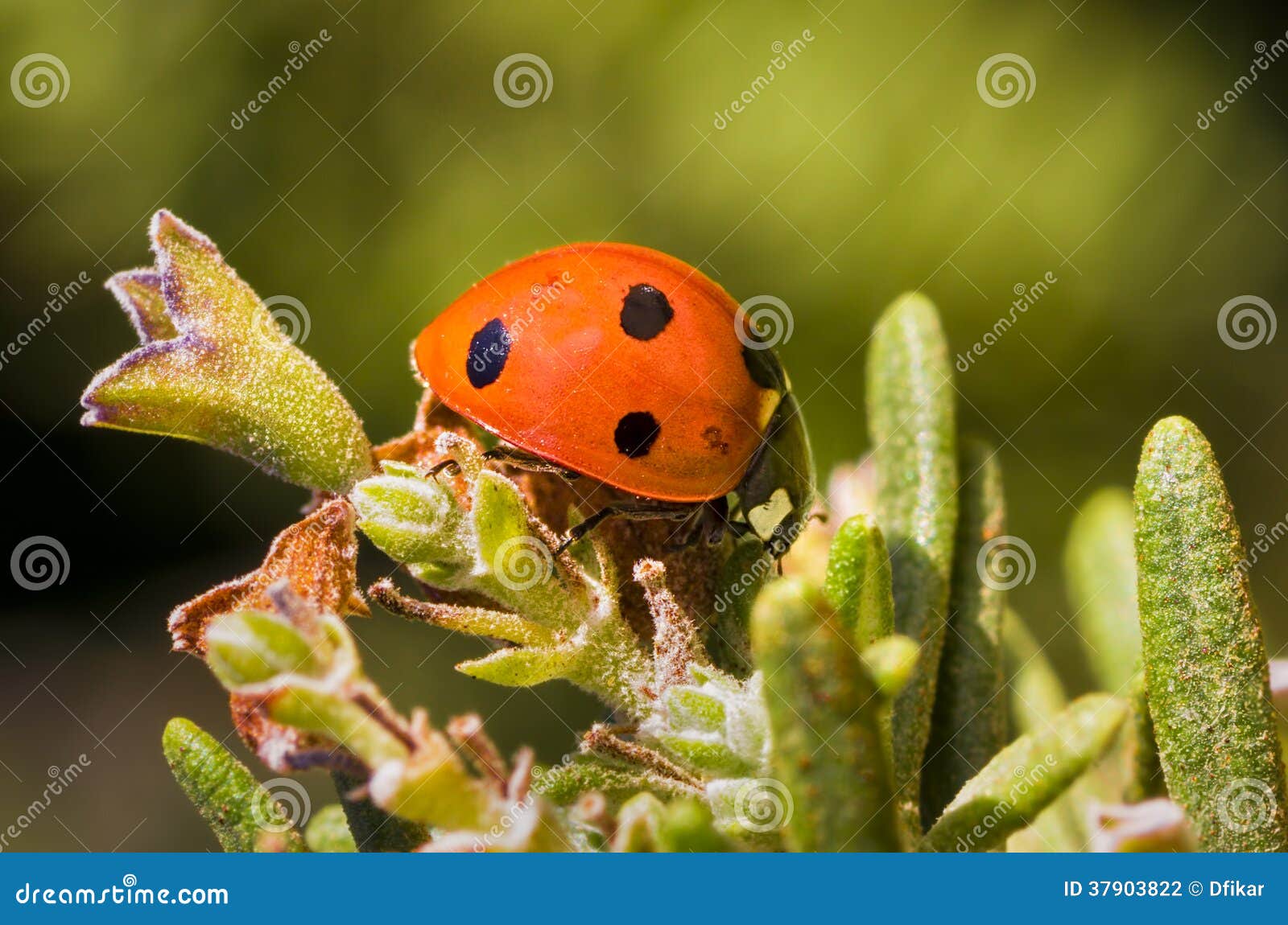 Ladybug Macro stock photo. Image of sunlight, background - 37903822