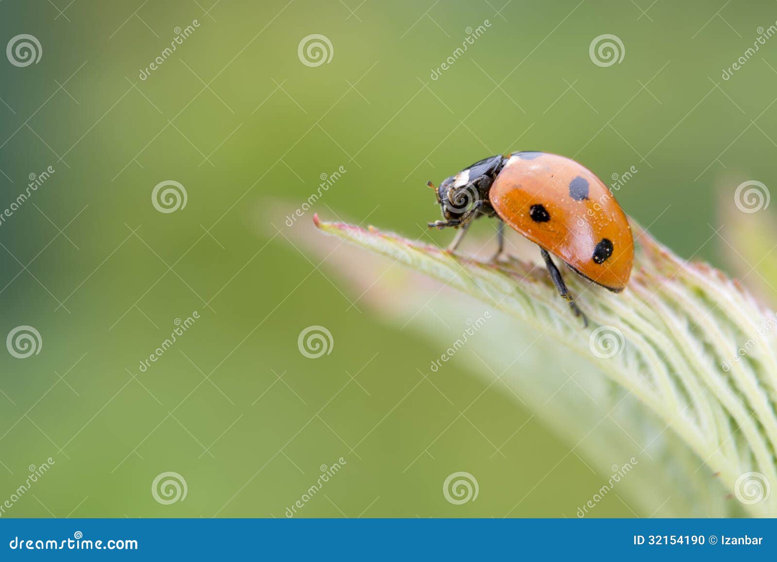 Ladybug Macro on Green Background Stock Photo - Image of wildlife, life ...