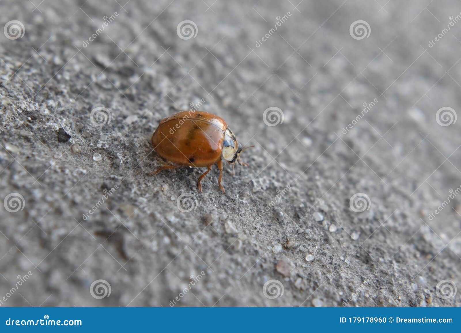 Ladybug stock photo. Image of blade, season, natural - 179178960