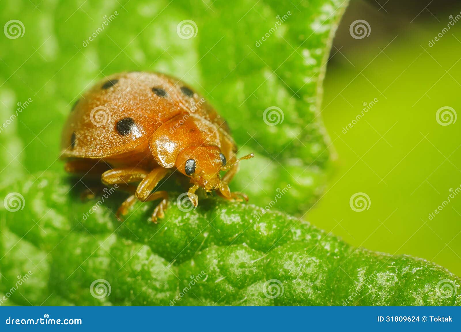 Ladybug macro stock photo. Image of purity, peace, ecology - 31809624