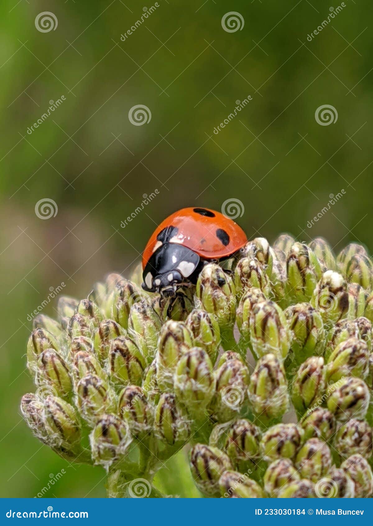 Ladybug macro photography stock photo. Image of macro - 233030184