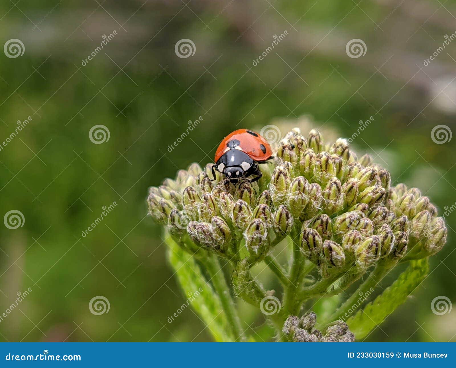 Macro photography ladybug stock image. Image of macro - 233030159