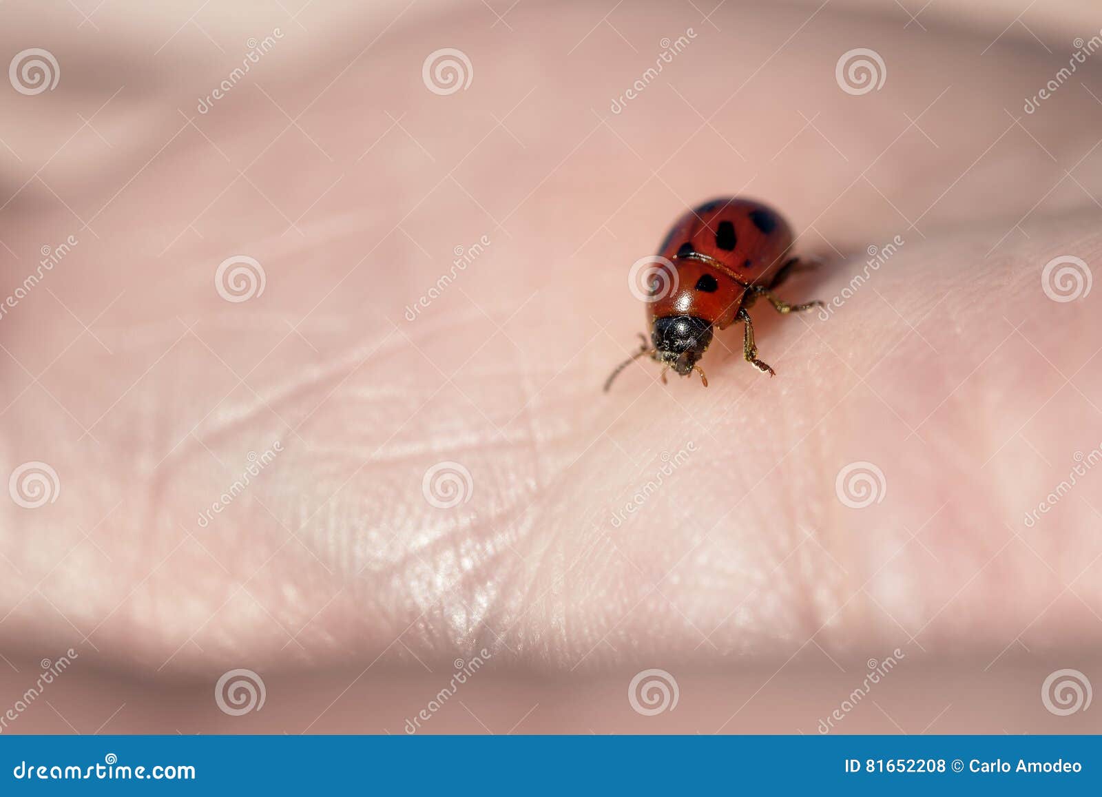 Ladybug stock photo. Image of female, macro, human, nature - 81652208